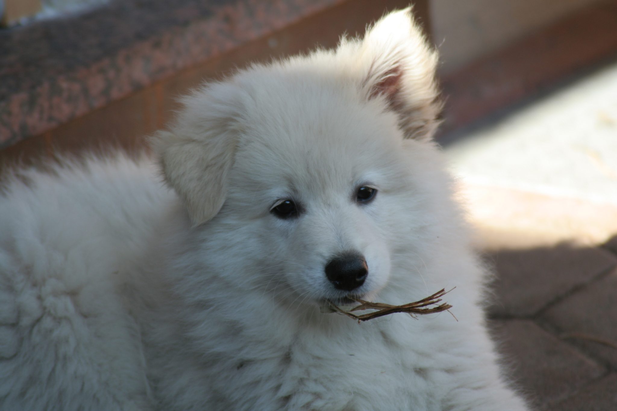 Erhaltungszucht Spitz – Züchtervereinigung